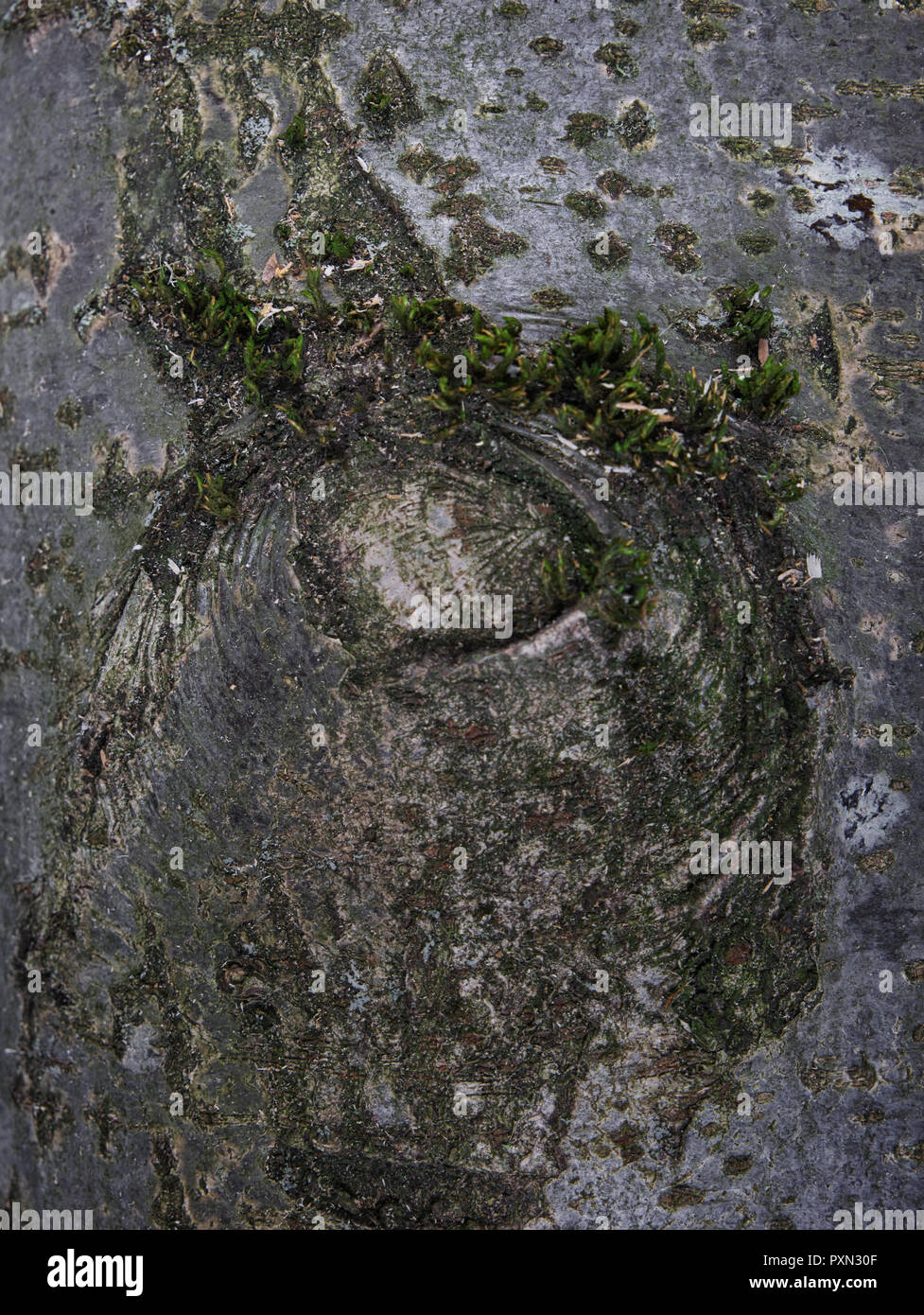 Rowan tree bark hi-res stock photography and images - Alamy