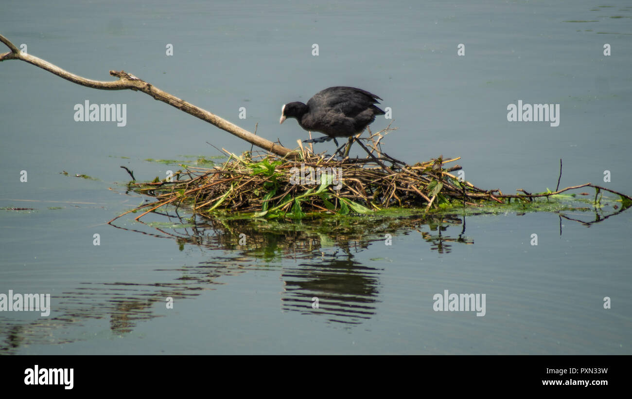 Common Moorhen (Gallinula) with young chick nesting on floating nest in ...