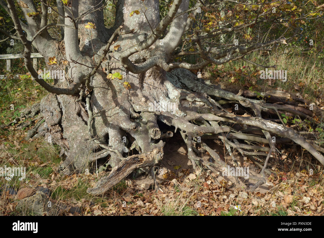 Tree roots pattern hi-res stock photography and images - Alamy