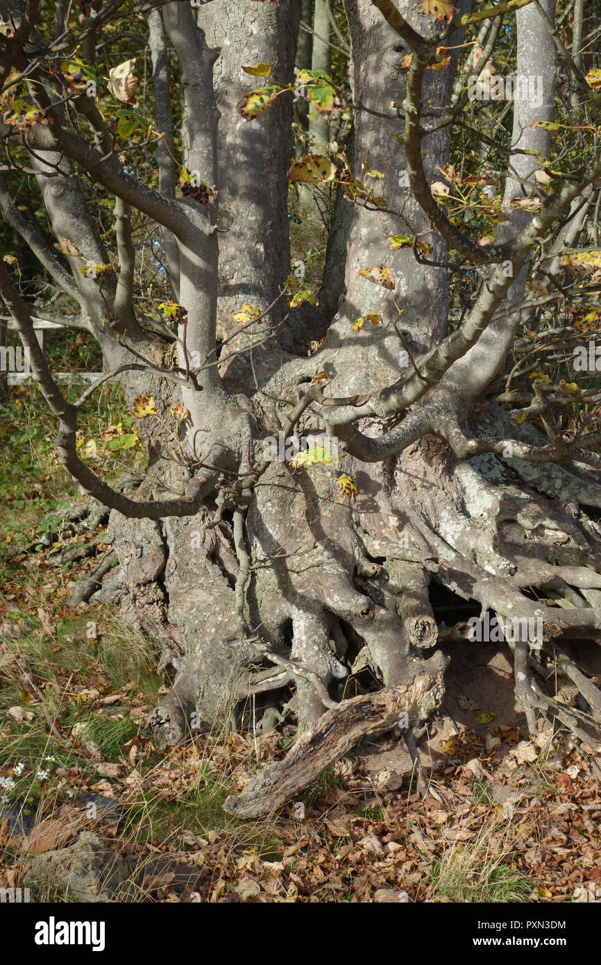 Tree roots pattern hi-res stock photography and images - Alamy