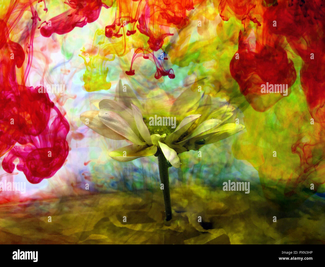 Beautiful nature in burst of extreme colour with daisy flower Stock ...