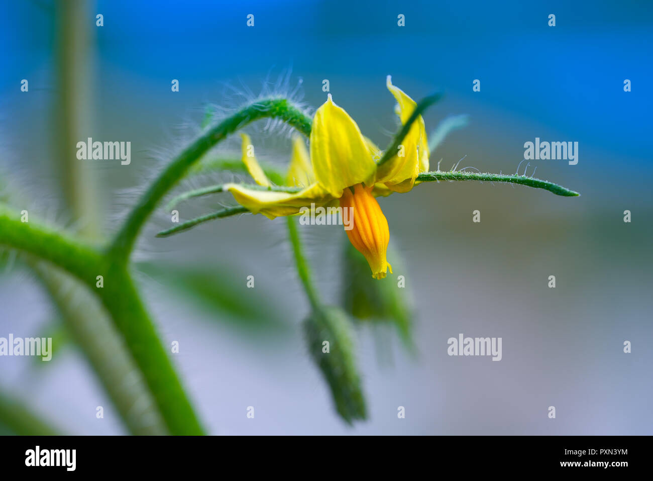 Tomato plant flower hi-res stock photography and images - Alamy
