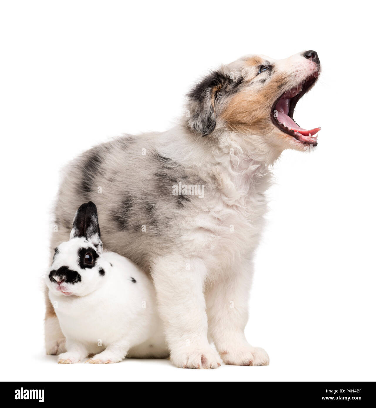 Dalmatian Rabbit sitting under an Australian Shepherd yawning against ...