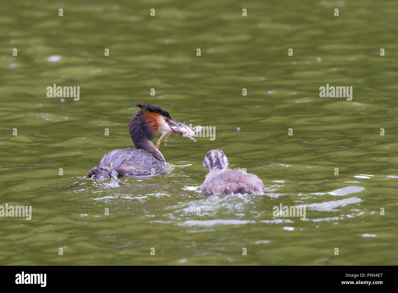 Baby grebes hi-res stock photography and images - Alamy