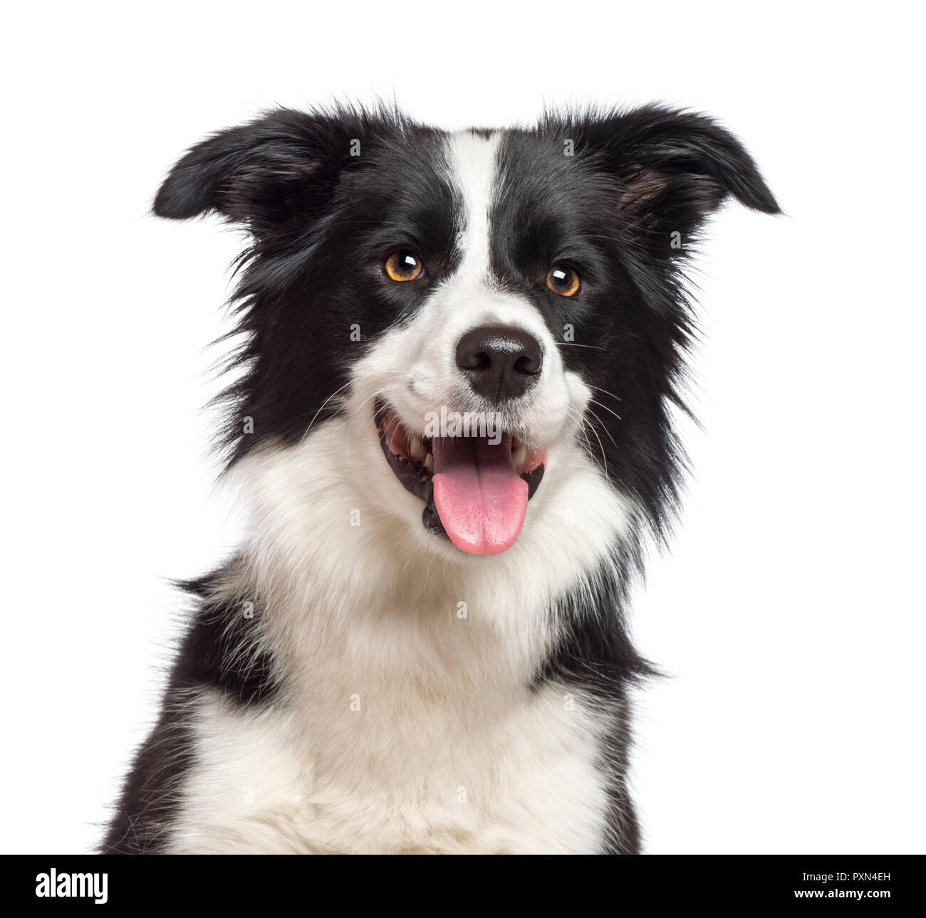 Close-up of Border Collie, 1.5 years old, looking at camera against ...