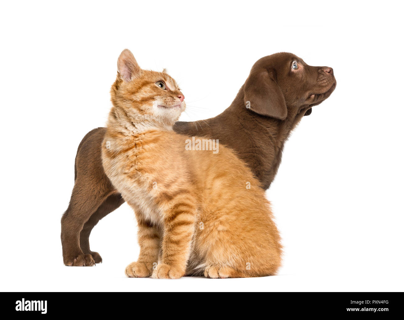 Are Labrador Retrievers Good With Cats