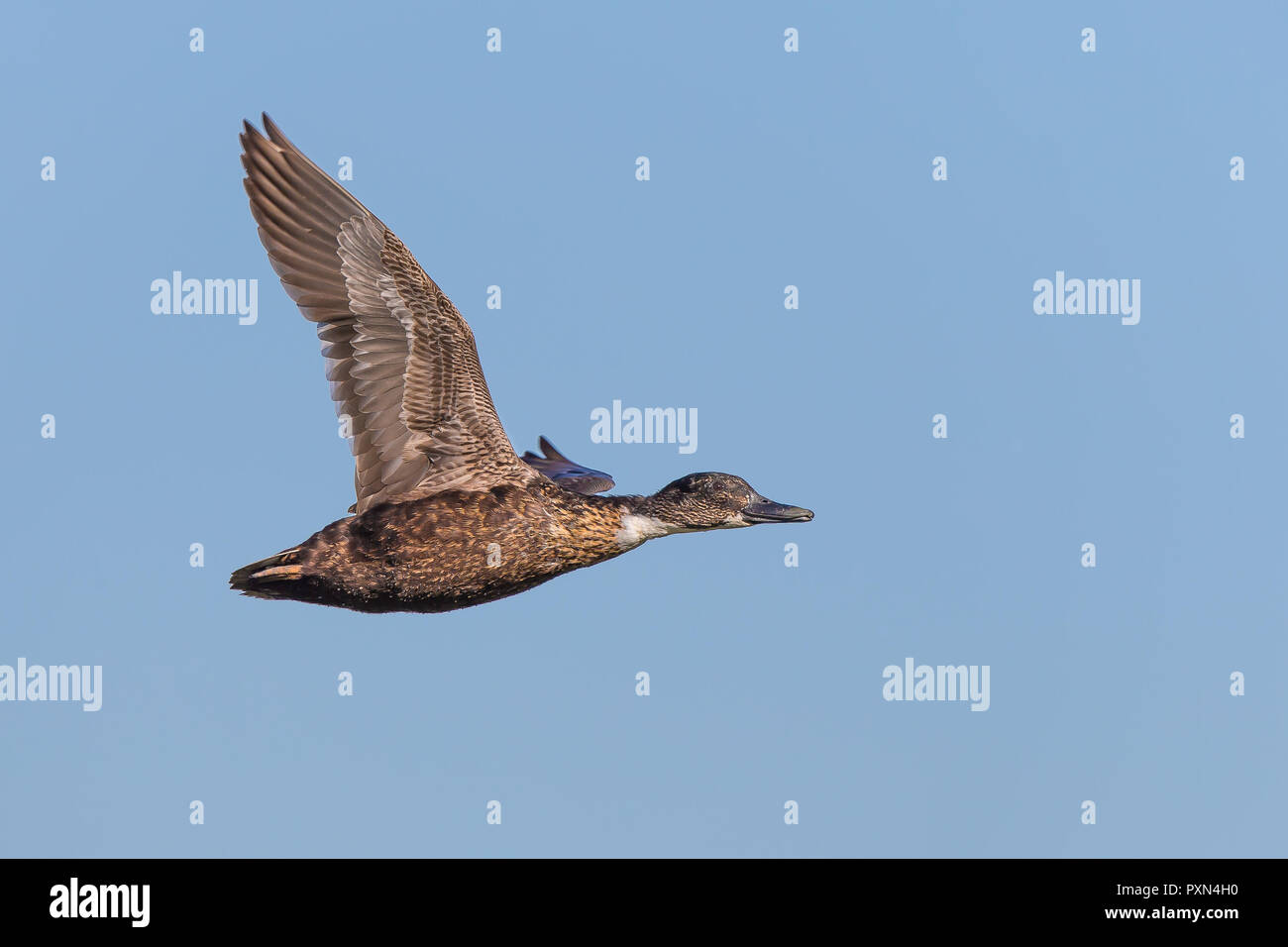 Detailed side view close up of wild UK duck isolated in flight heading ...
