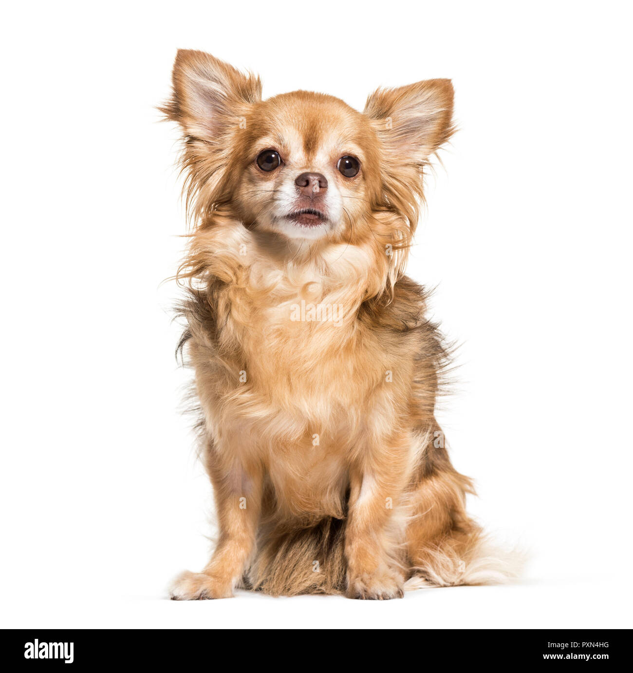 Chihuahua dog, 7 years old, sitting against white background Stock ...