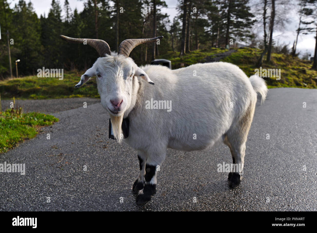 Goat on the moutian Stock Photo - Alamy