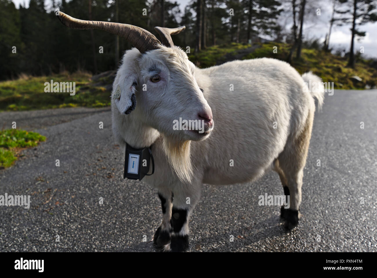 Goat on the moutian Stock Photo - Alamy