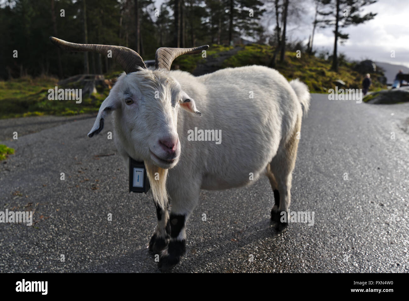 Goat on the moutian Stock Photo - Alamy