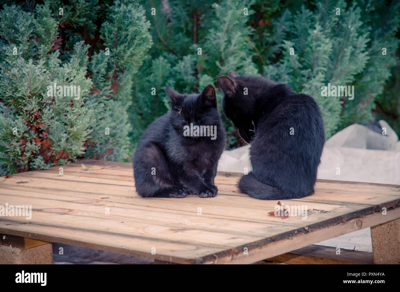 couple of black cats sitting together outdoors Stock Photo - Alamy