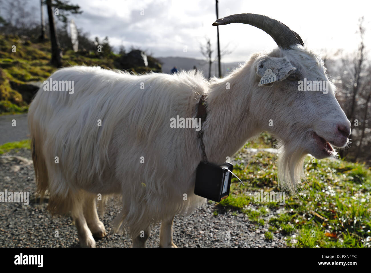 Goat on the moutian Stock Photo - Alamy