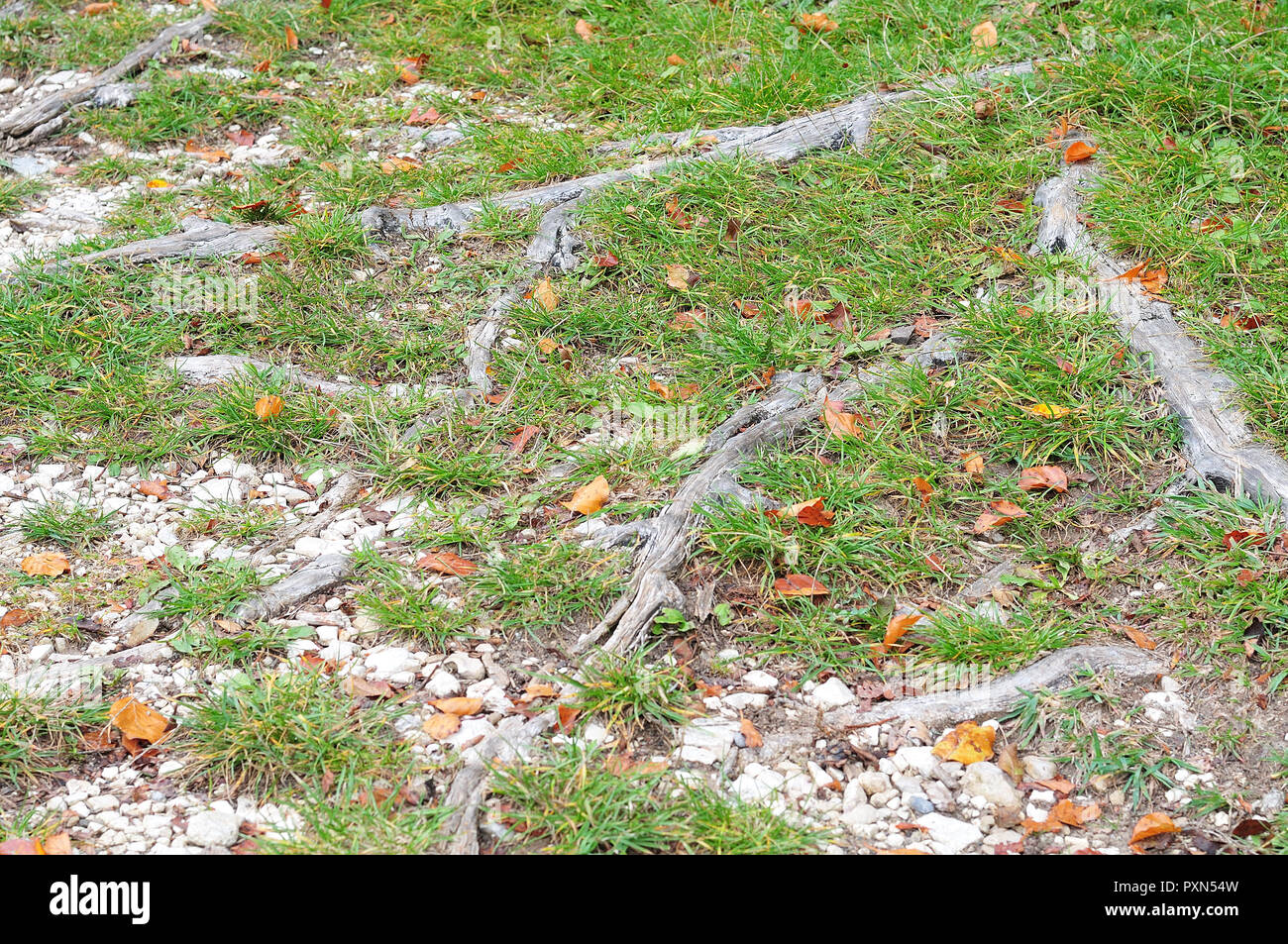 Over grown roots hi-res stock photography and images - Alamy