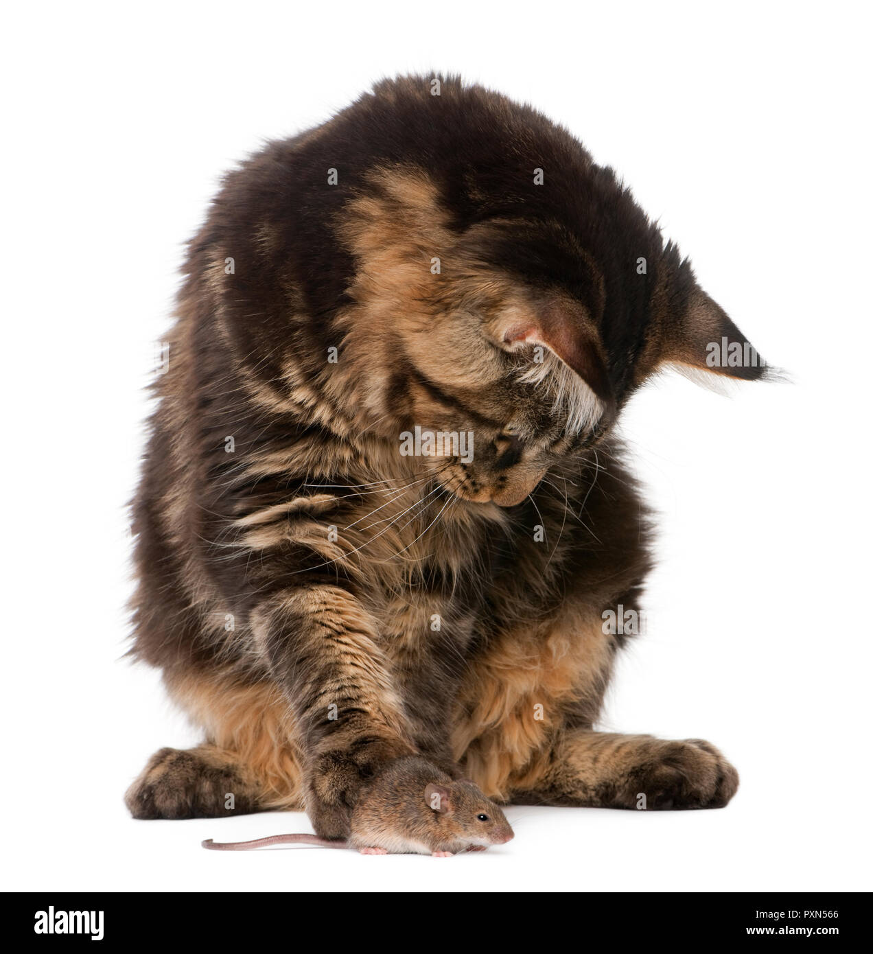 Maine Coon looking at wild mouse, 7 months old, in front of white ...