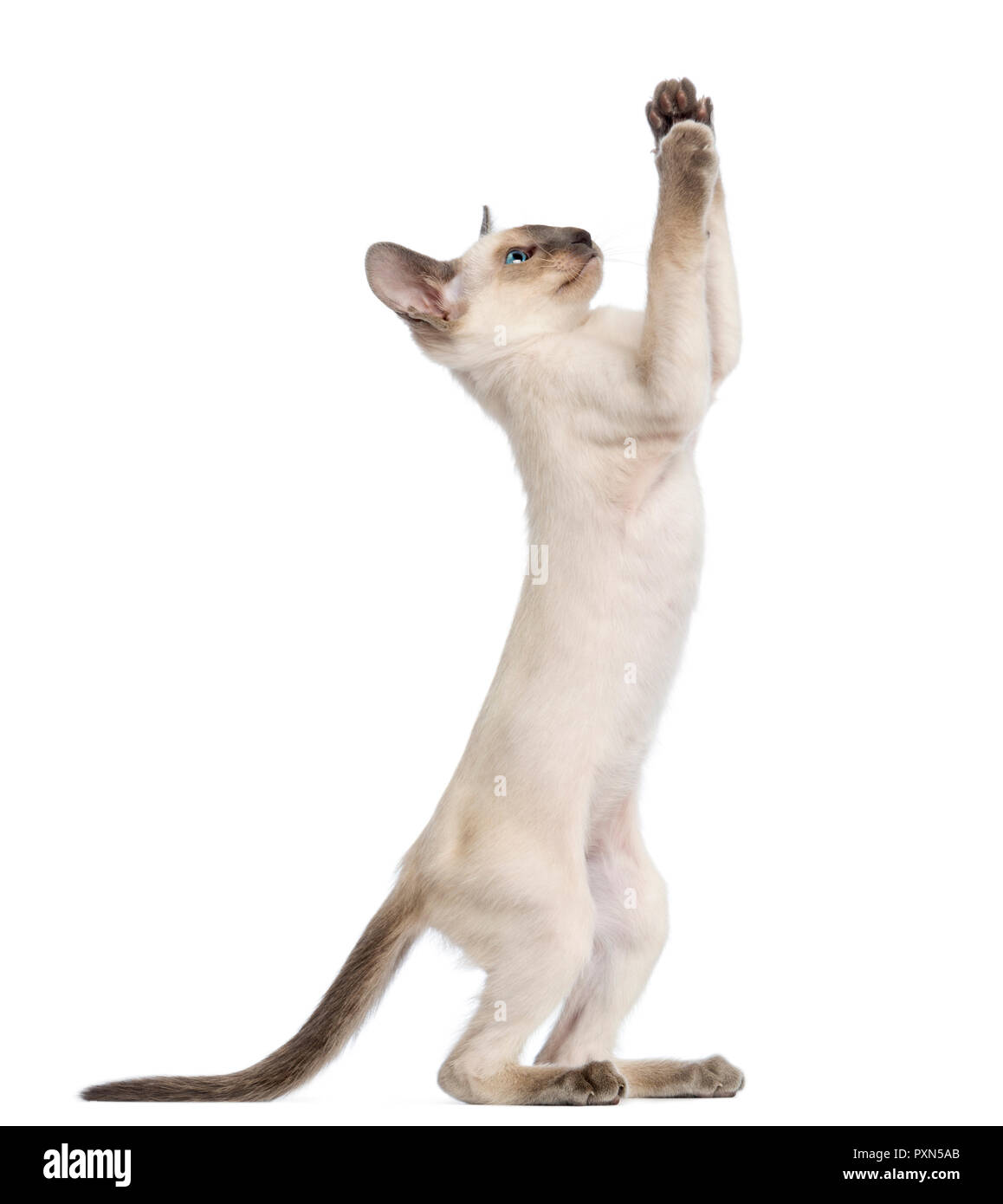 Oriental Shorthair High Resolution Stock Photography and Images - Alamy