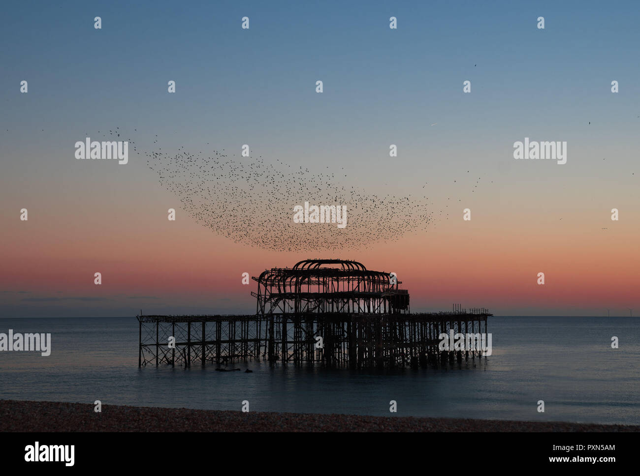 Brighton pier birds hi-res stock photography and images - Alamy