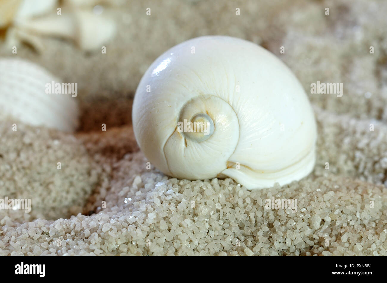 macrophotography of a snail shell lying on sand Stock Photo - Alamy