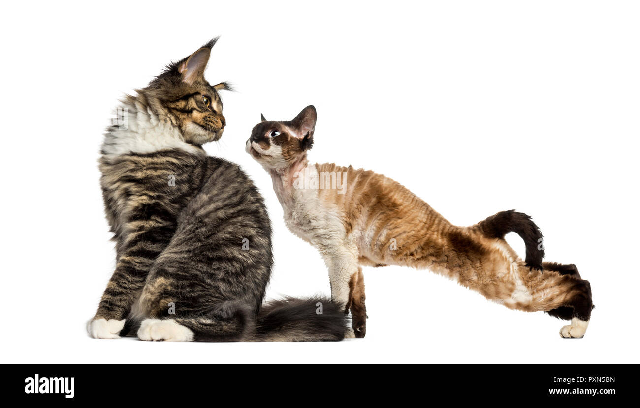 Maine Coon sitting and Devon Rex, in front of white background Stock ...