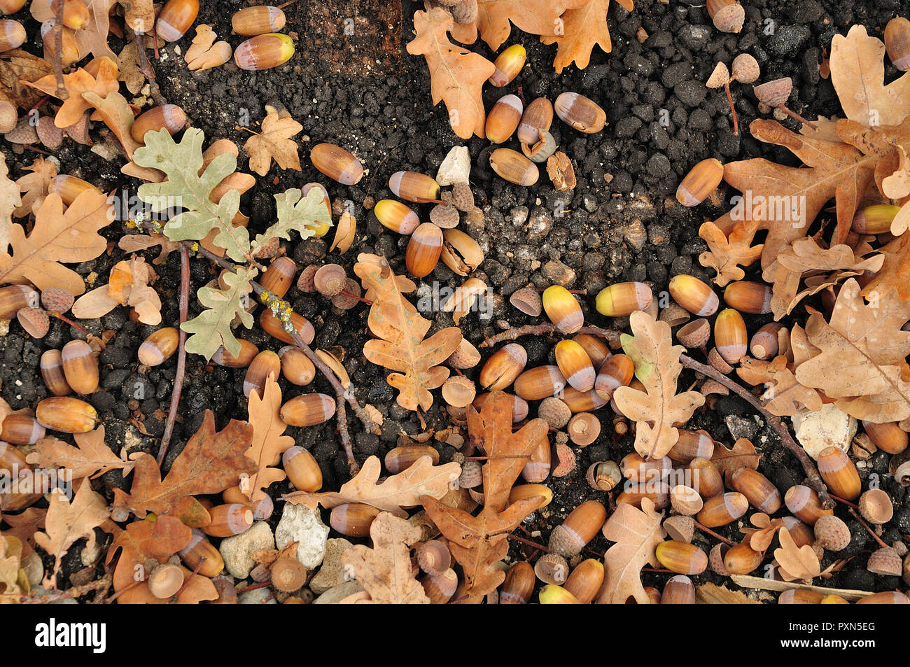 ripe acorns and dry brown oak leaves lying on tarmac street Stock Photo ...