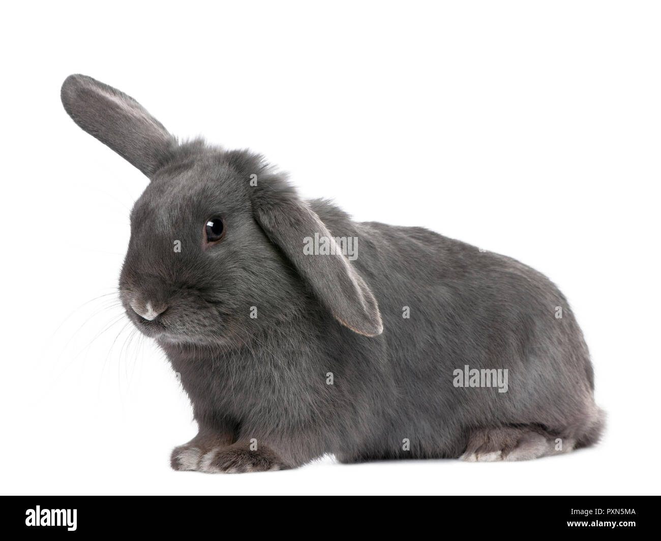 grey lop Rabbit (8 months old) in front of a white background Stock ...
