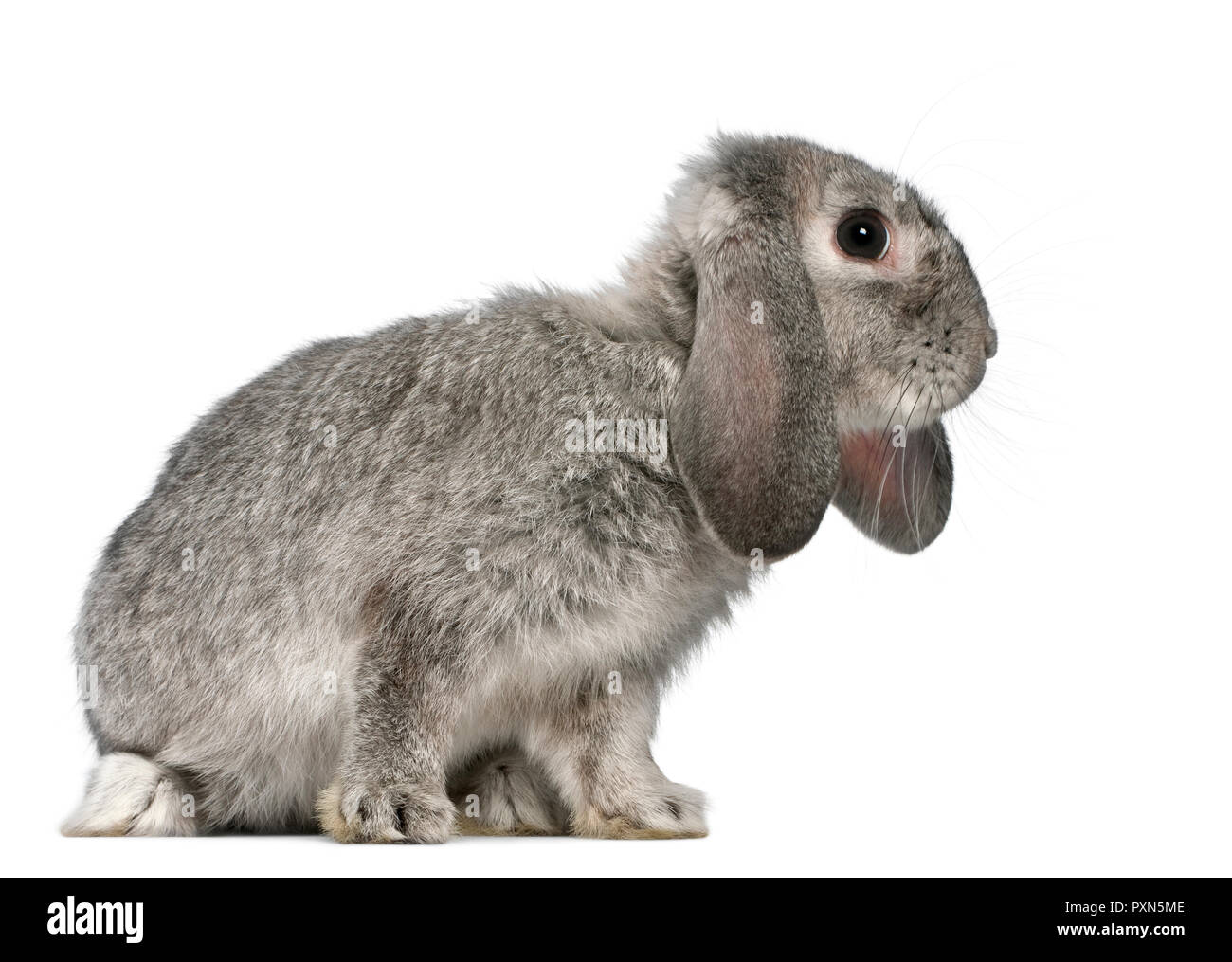 French Lop rabbit (2 months old) - Oryctolagus cuniculus Stock Photo ...