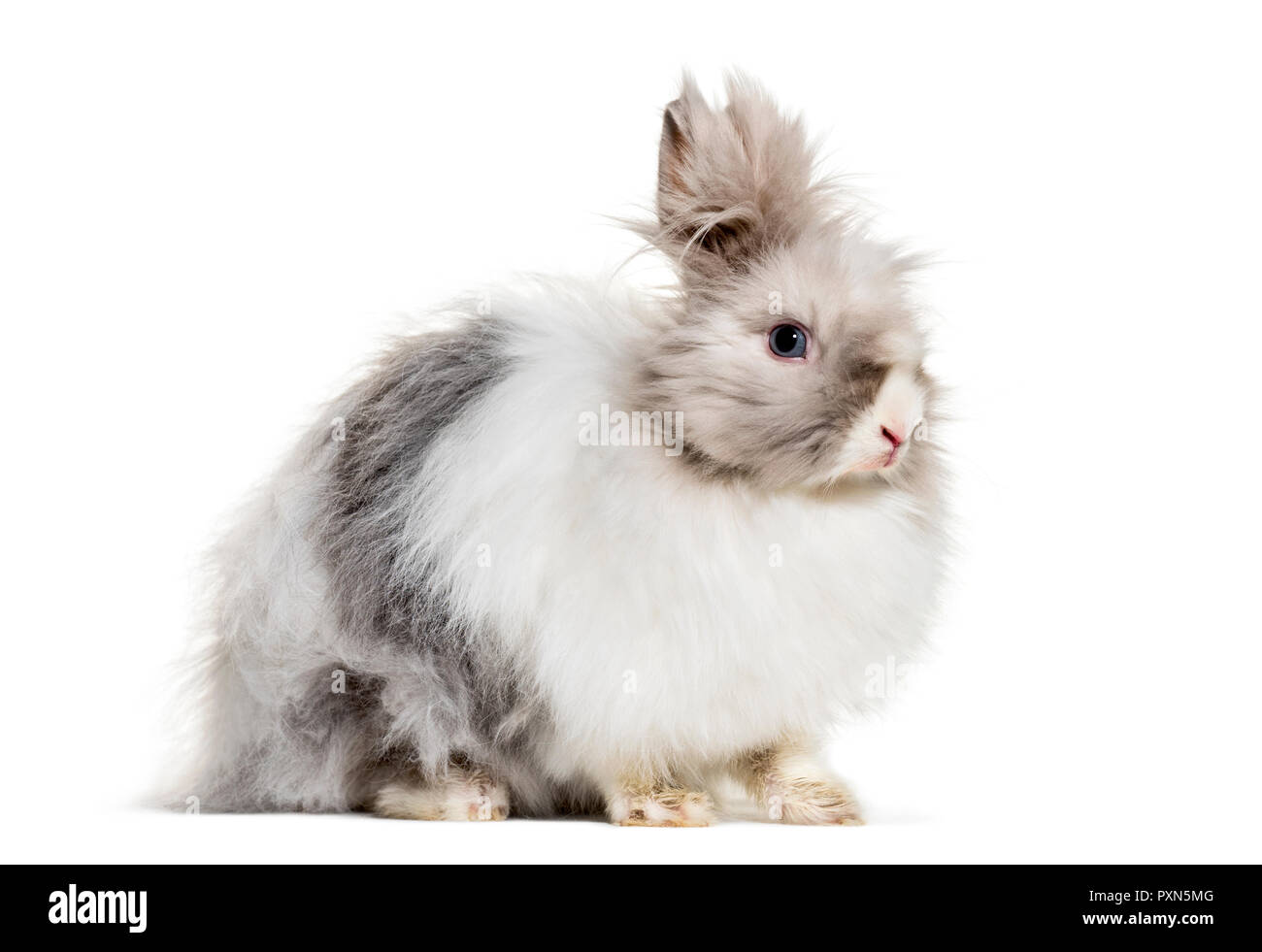 Angora rabbit, sitting against white background Stock Photo - Alamy