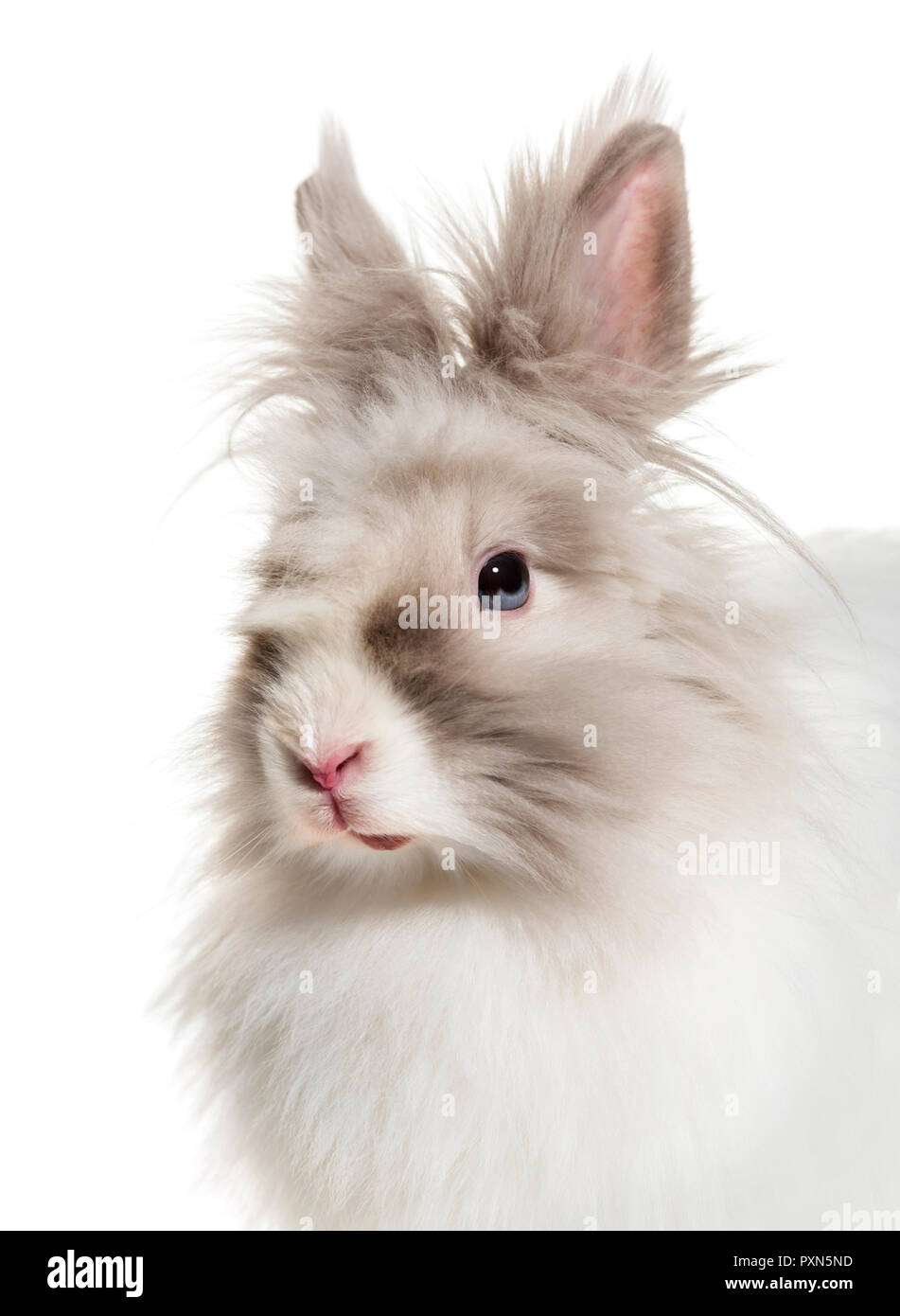 Angora rabbit image hi-res stock photography and images - Alamy
