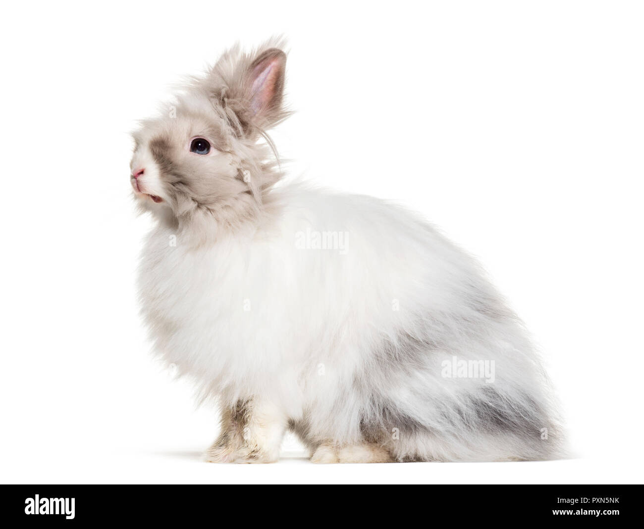 Angora rabbit, sitting against white background Stock Photo - Alamy