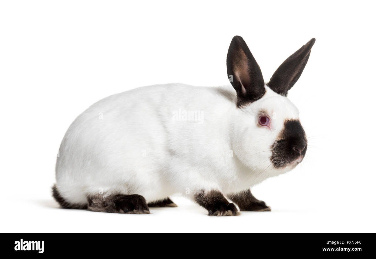 Russian rabbit Cut Out Stock Images & Pictures - Alamy