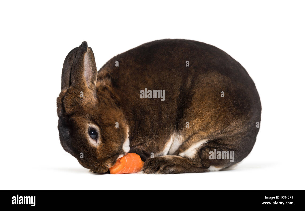 Rex Nain Castor, against white background Stock Photo - Alamy