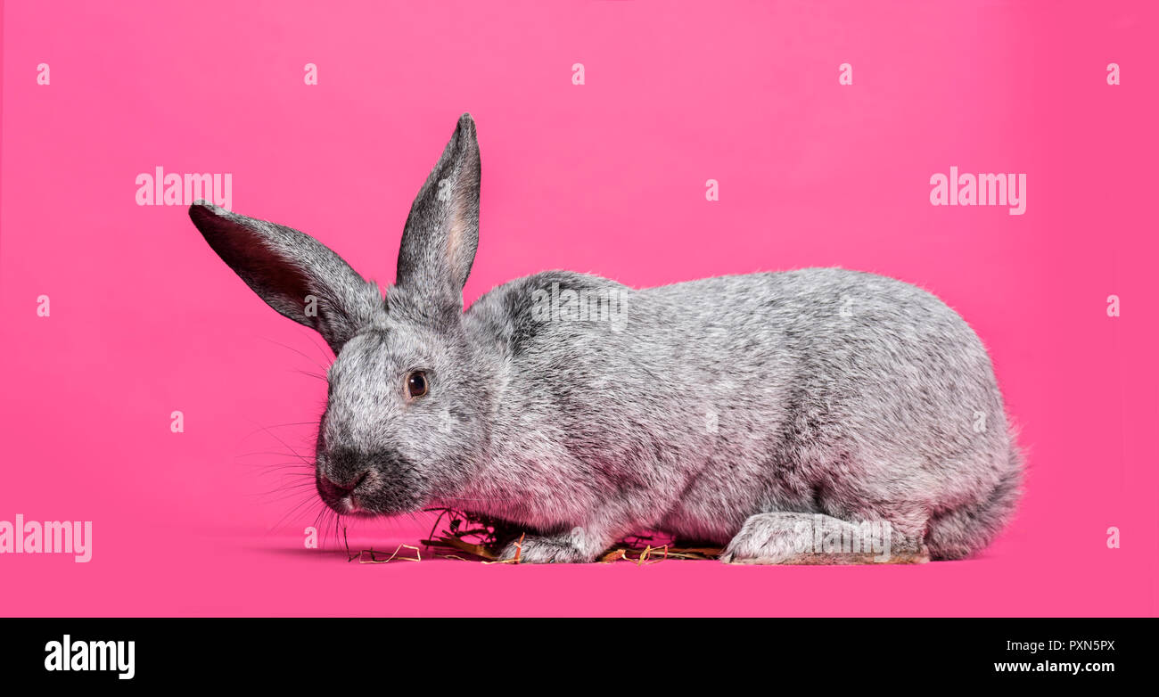Argente rabbit against white background Stock Photo - Alamy