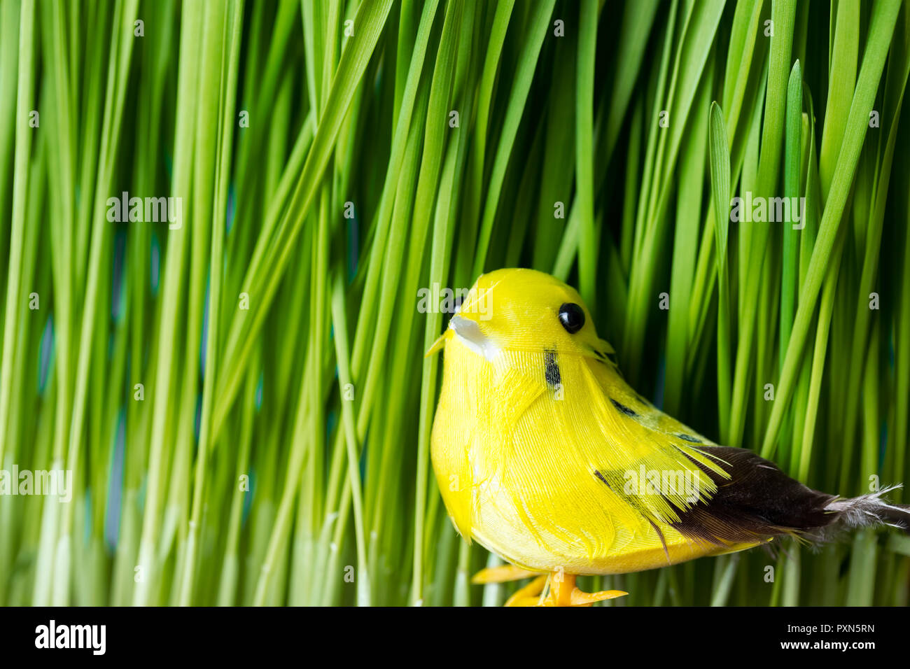 Yellow easter bird sitting in the grass during spring. Copy space on ...