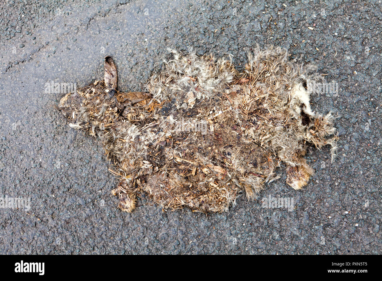 Death rabbit hi-res stock photography and images - Alamy