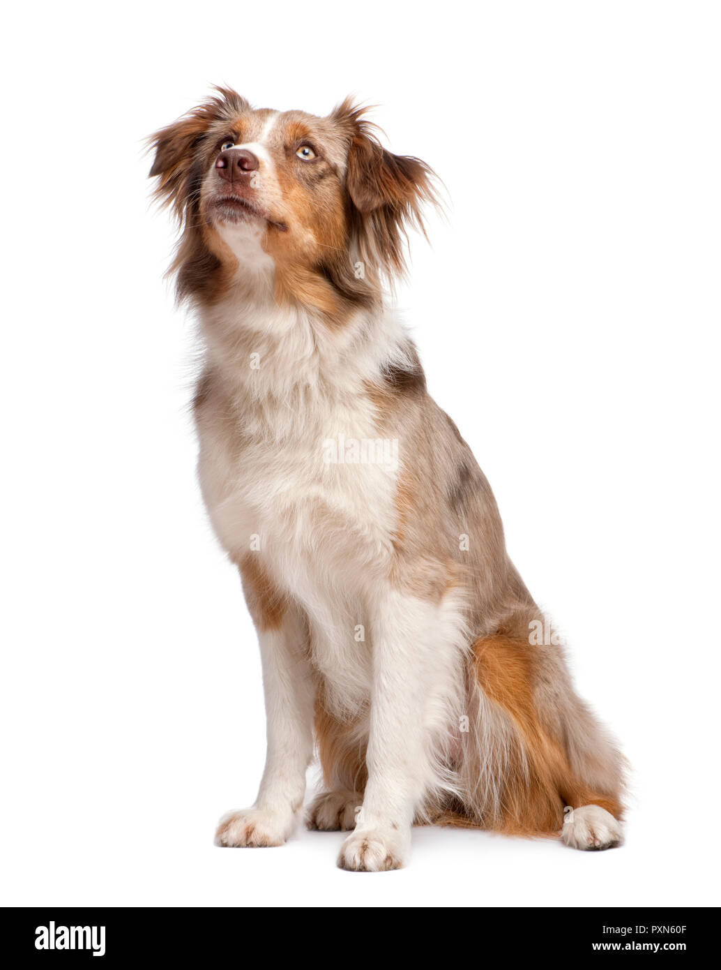 australian shepherd looking up in front of a white background Stock ...