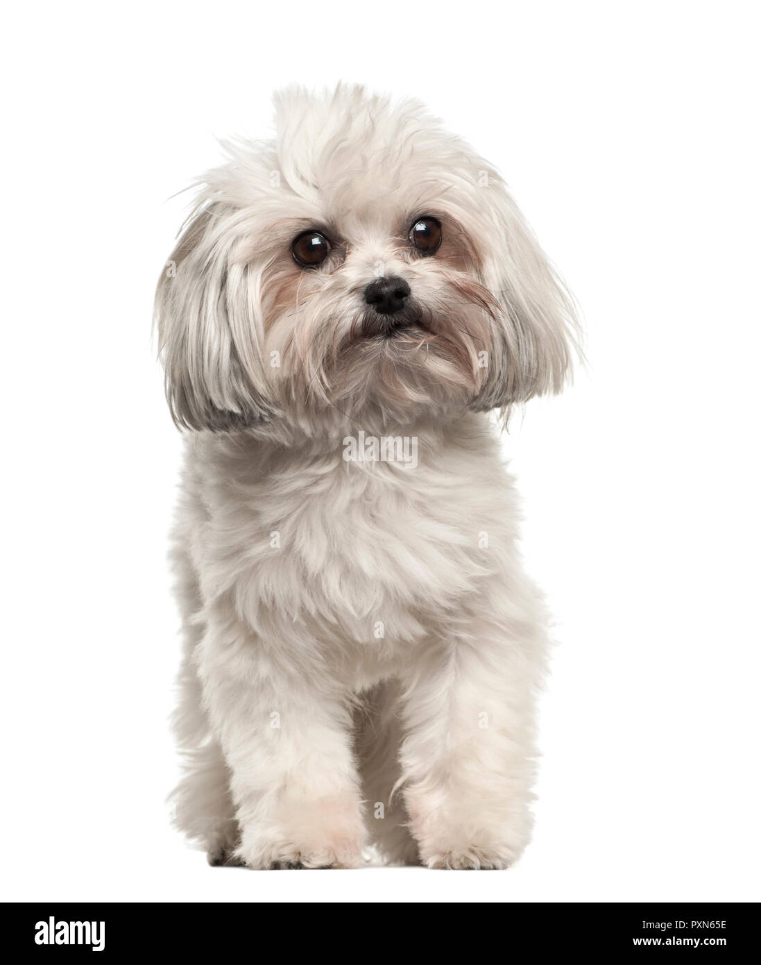 Bolognese Dog Hi-res Stock Photography And Images Alamy, 42% OFF