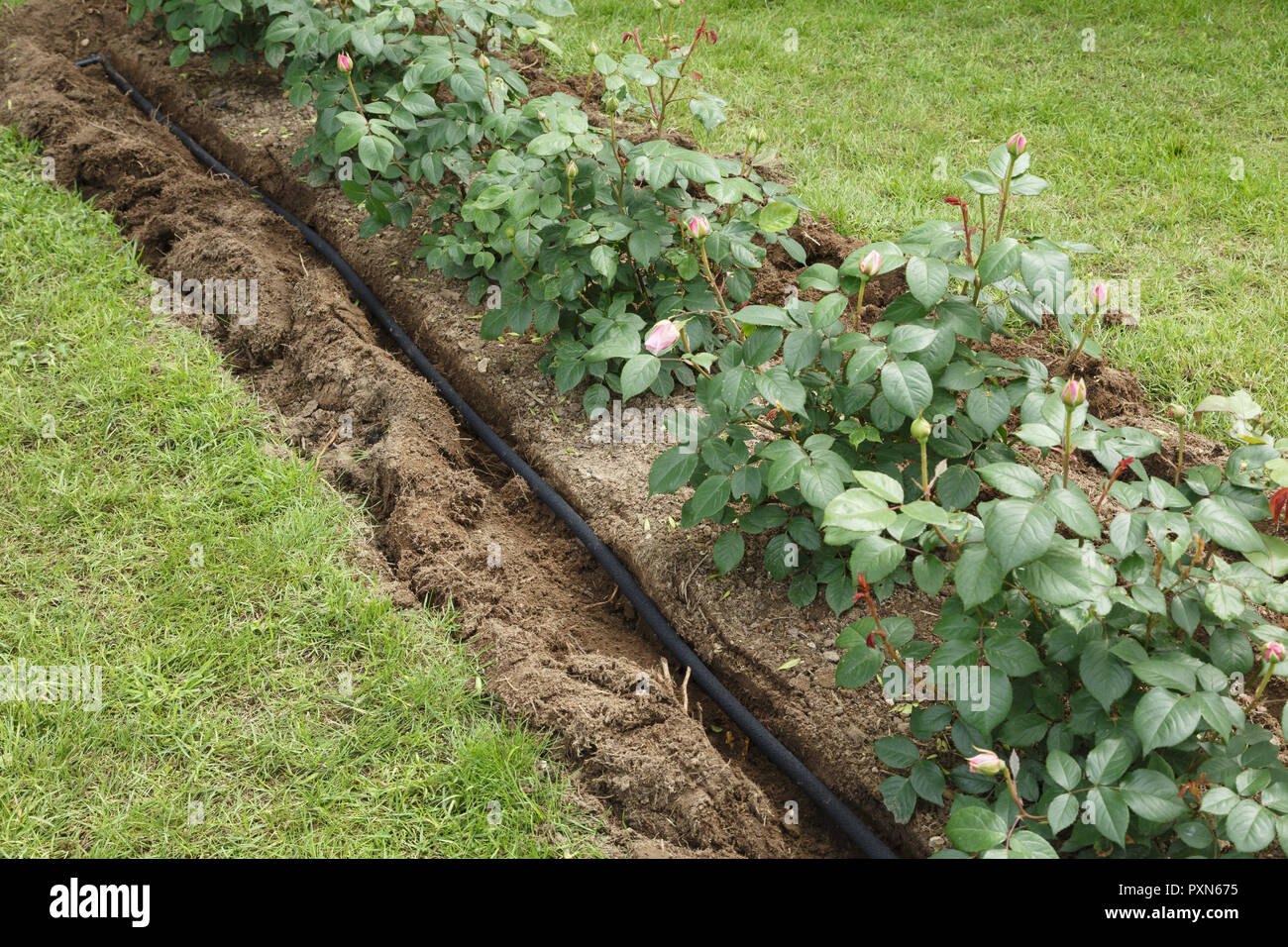 Soaker hose in a trench for water irrigation to a flower bed with roses ...