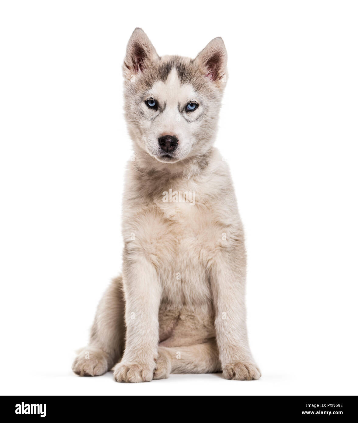 Husky dog, 2 months old, sitting against white background Stock Photo ...