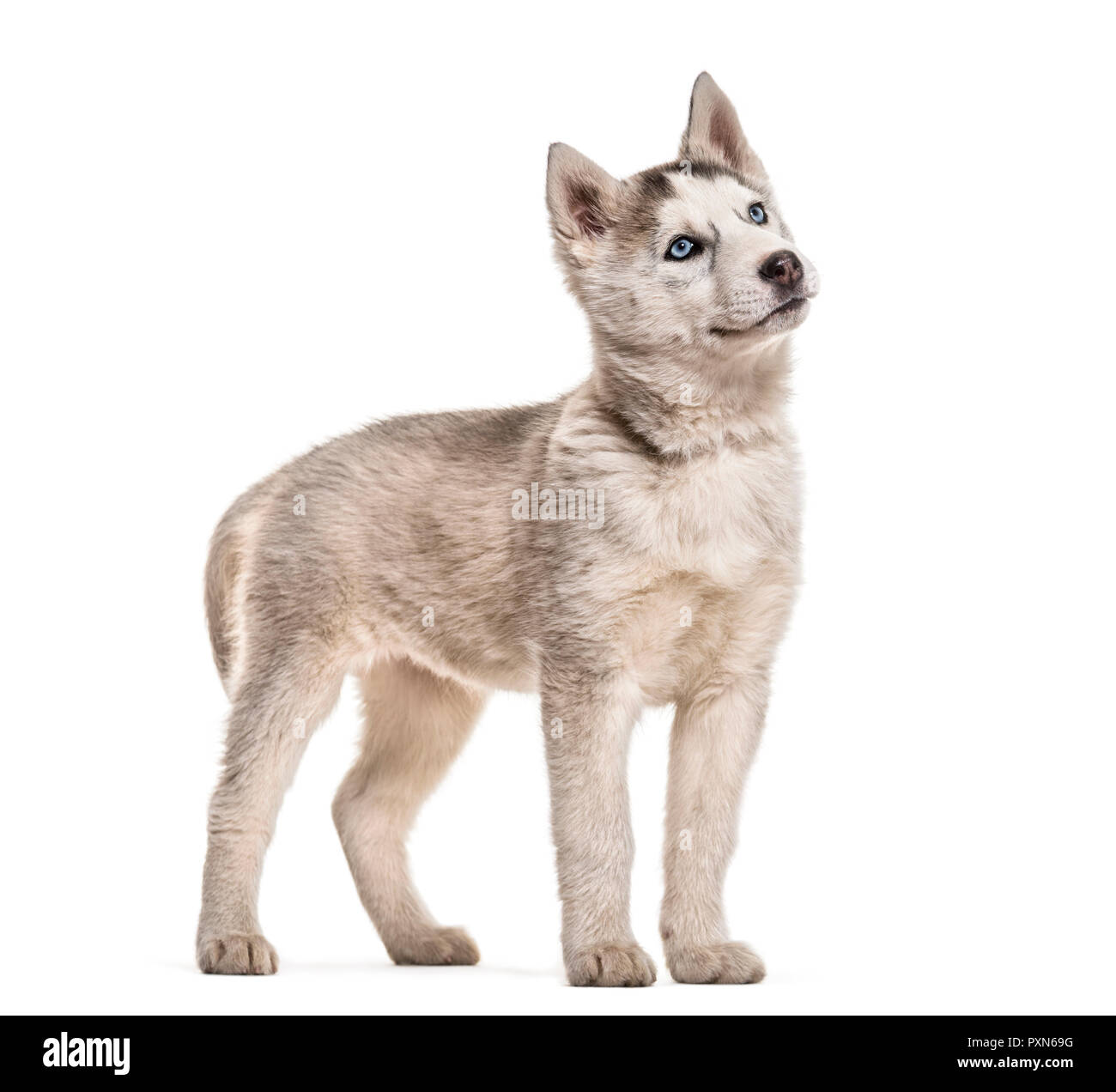 Husky dog, 2 months old, standing against white background Stock Photo ...