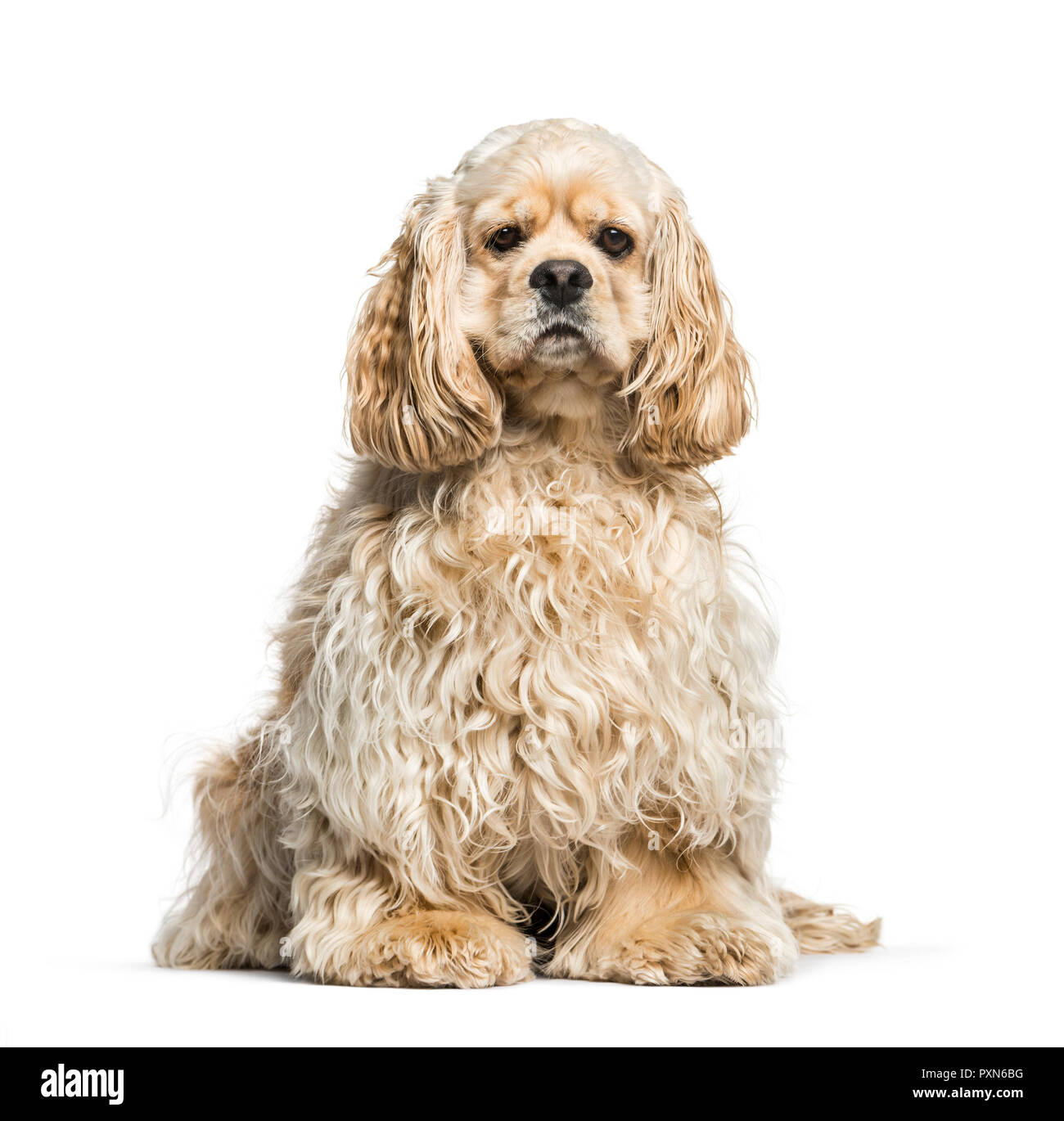 American Cocker Spaniel dog, 14 months old, sitting against white ...