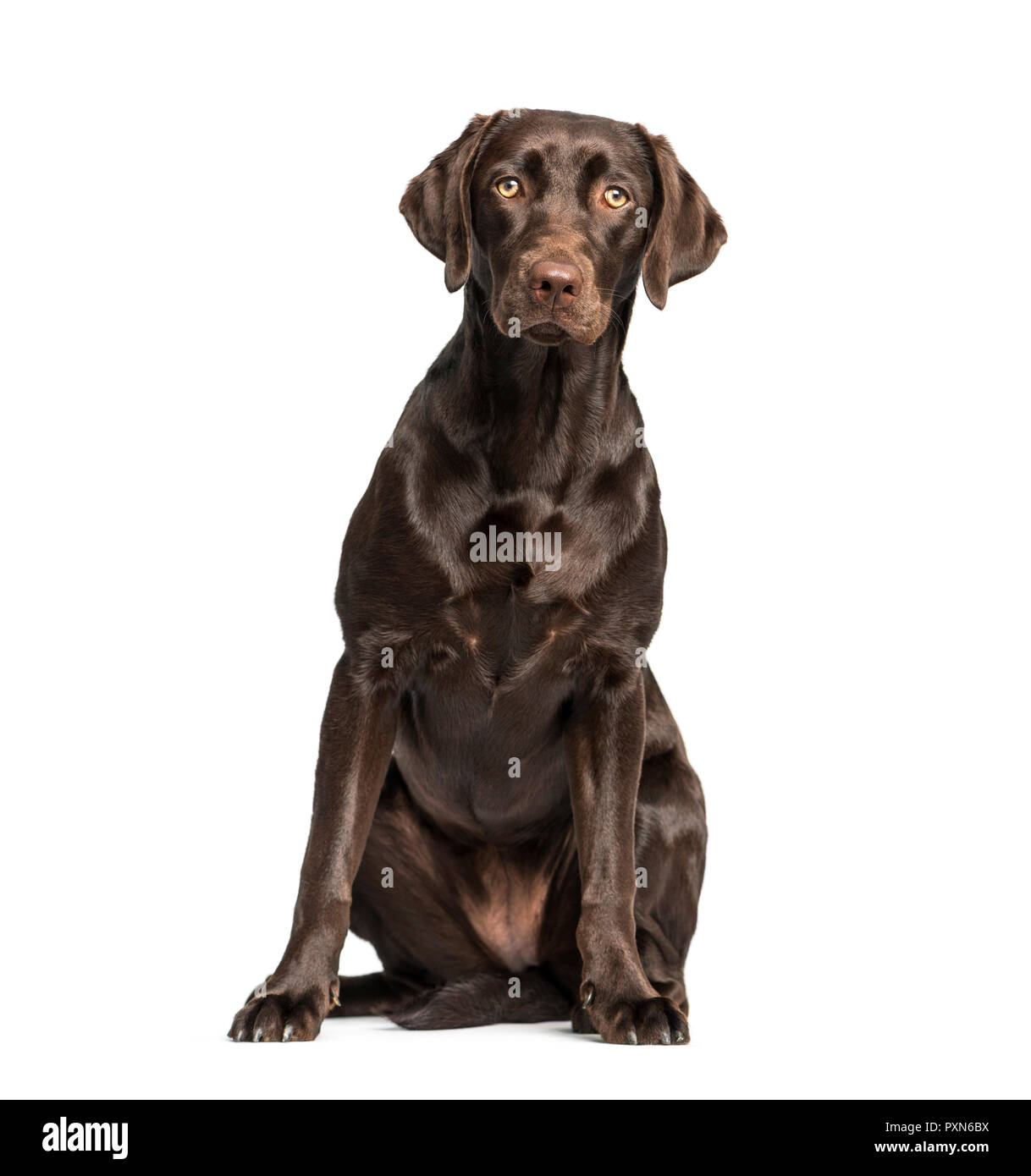 Labrador Retriever dog, 8 months old, sitting against white background ...