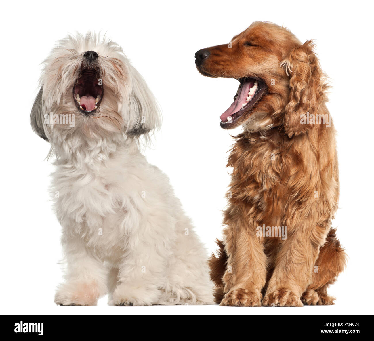 Bolognese Is A Mixed Breed