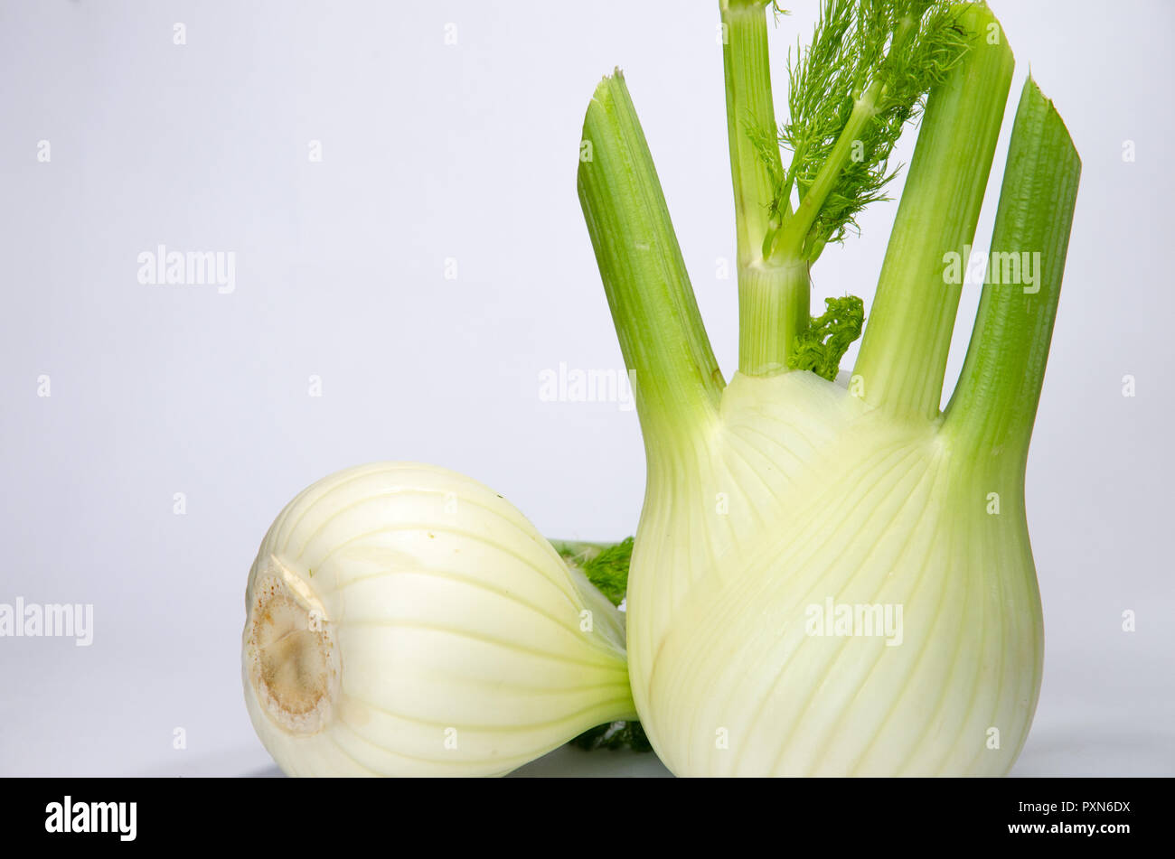 Fennel on white background hi-res stock photography and images - Alamy