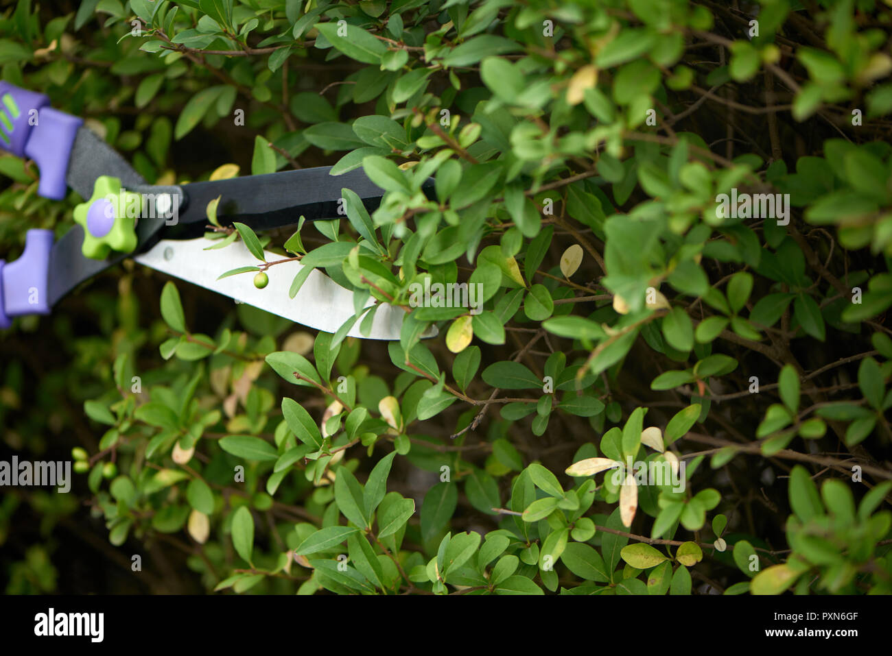 Landscaper trimming bushes in backyard hi-res stock photography and ...