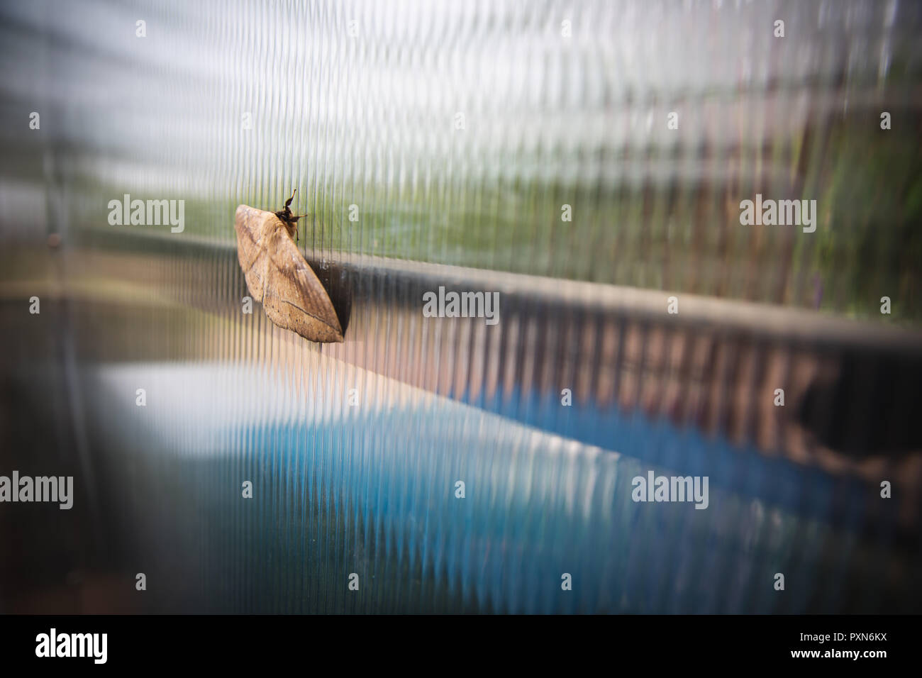 Brown moth on a striped window glass in Lembang, West Java Indonesia ...