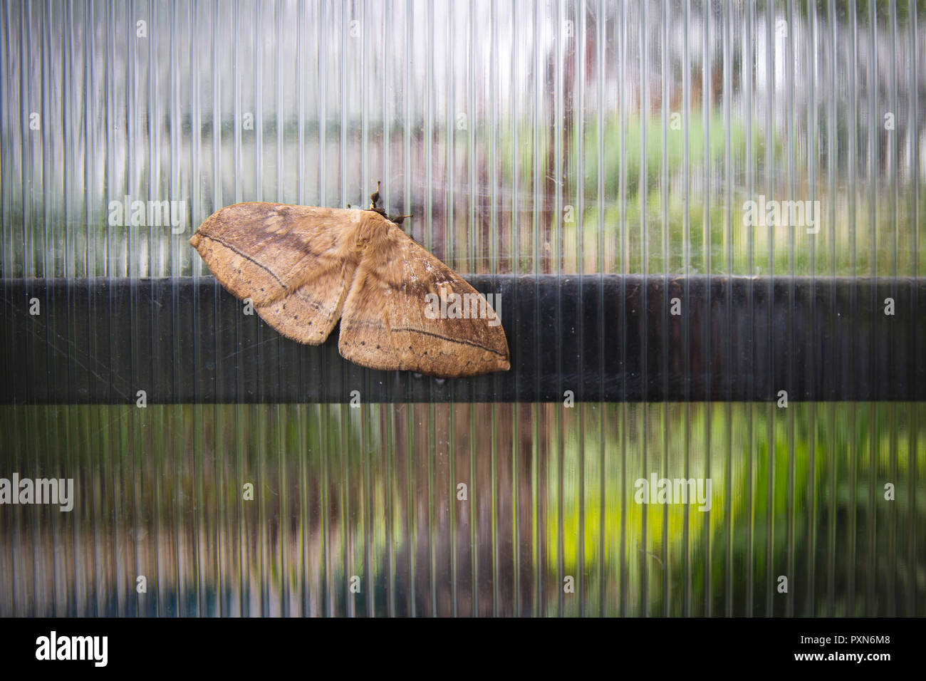 Brown moth on a striped window glass in Lembang, West Java Indonesia ...