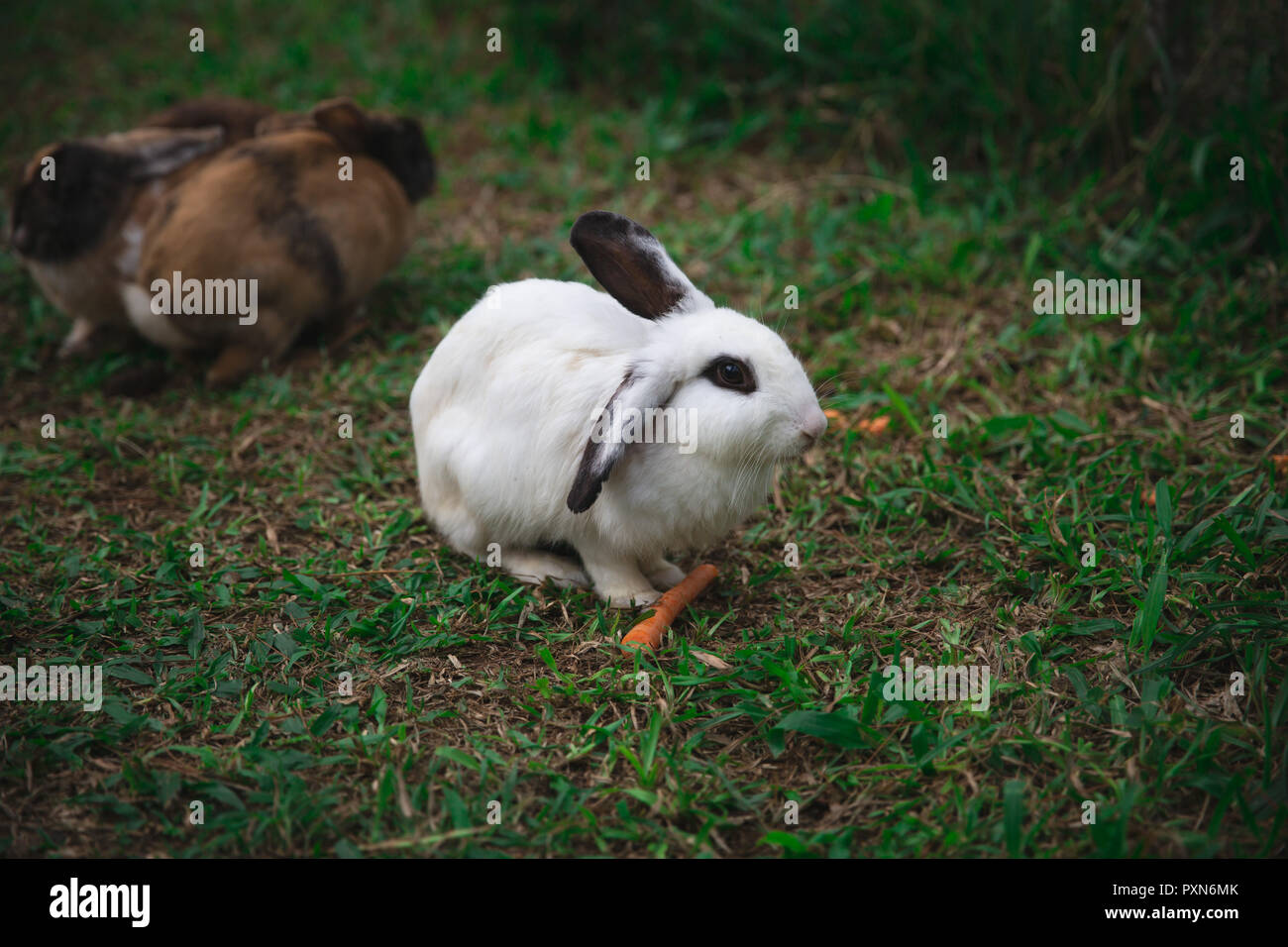 Rabbit eating carrots in a park in Lembang, West Java Indonesia Stock ...