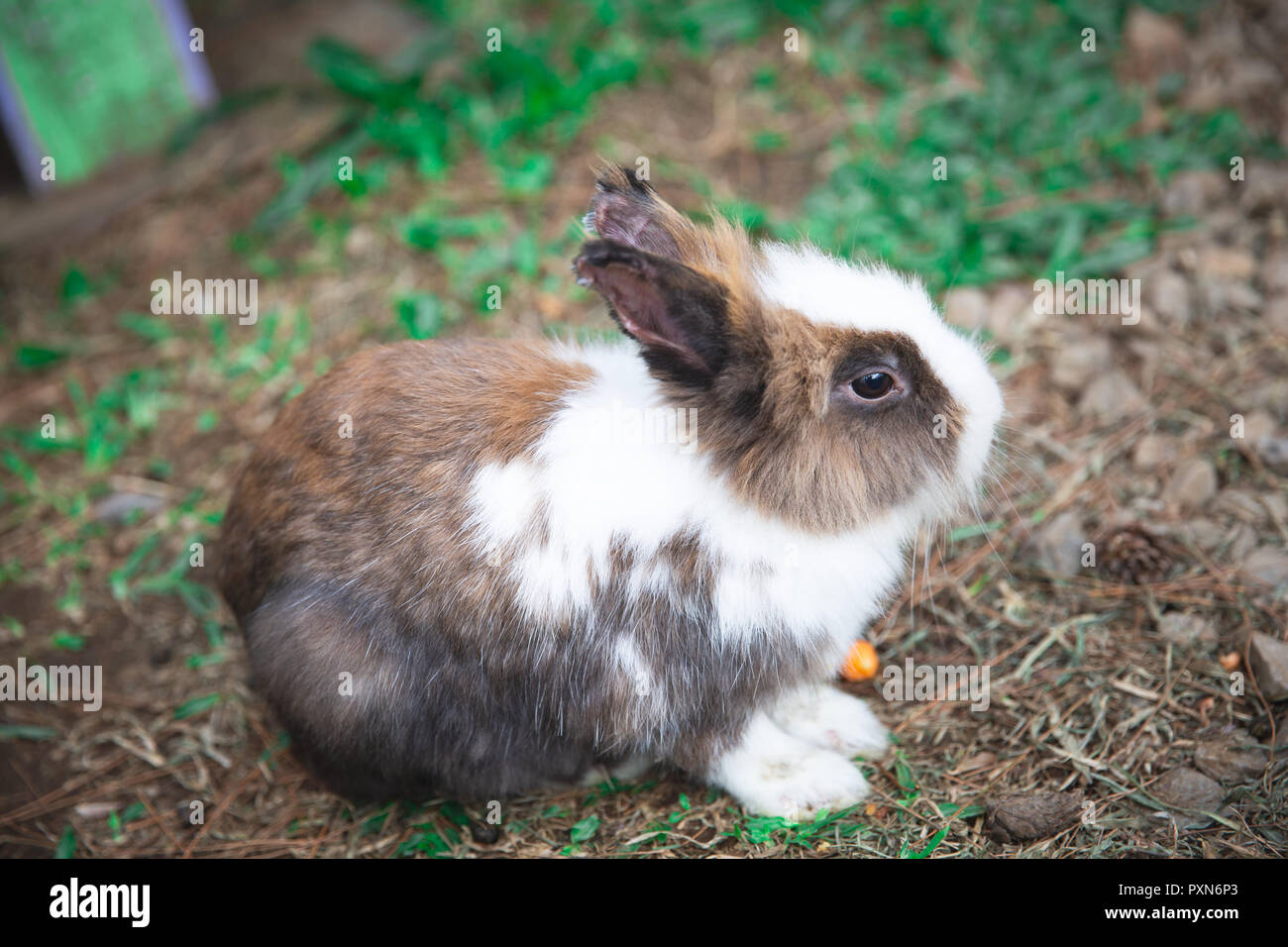 Color Light Brown Rabbits