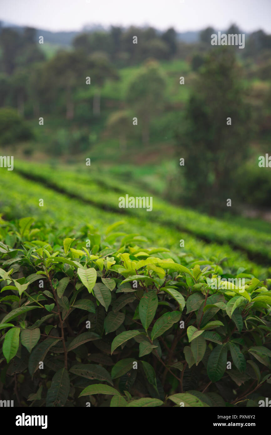 Tea plantation in Lembang, West Java of Indonesia Stock Photo - Alamy