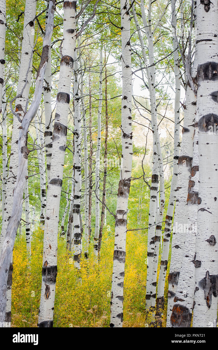 A grove of trees in the autumn with mottled white bark, vertical Stock ...